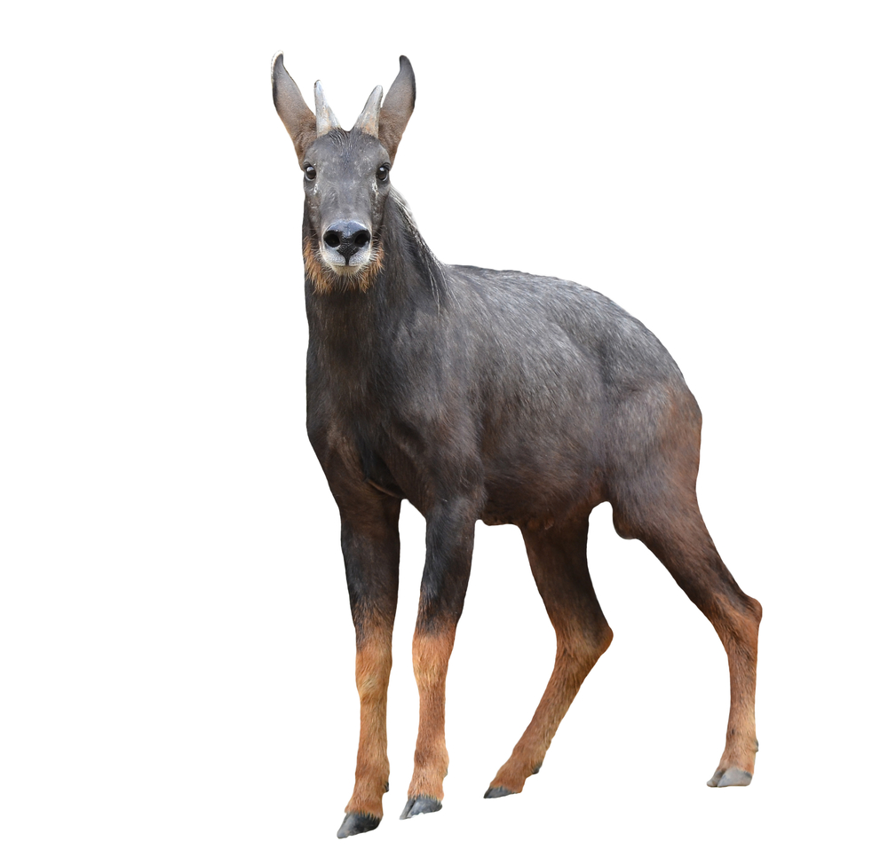 Serow Sighting In The Spiti Valley - Officers Pulse